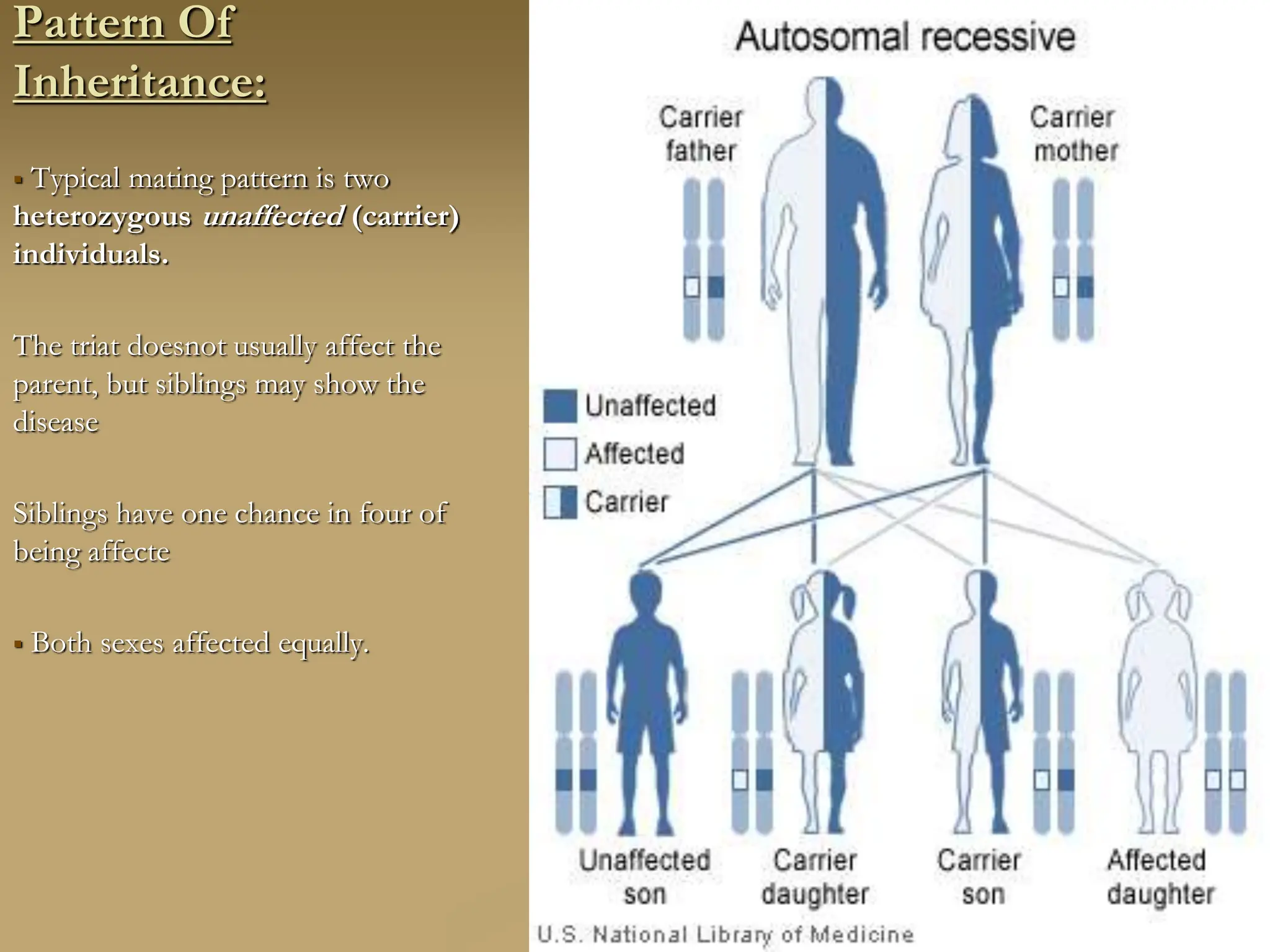 GENETICS ppt...................... -KP.ppt