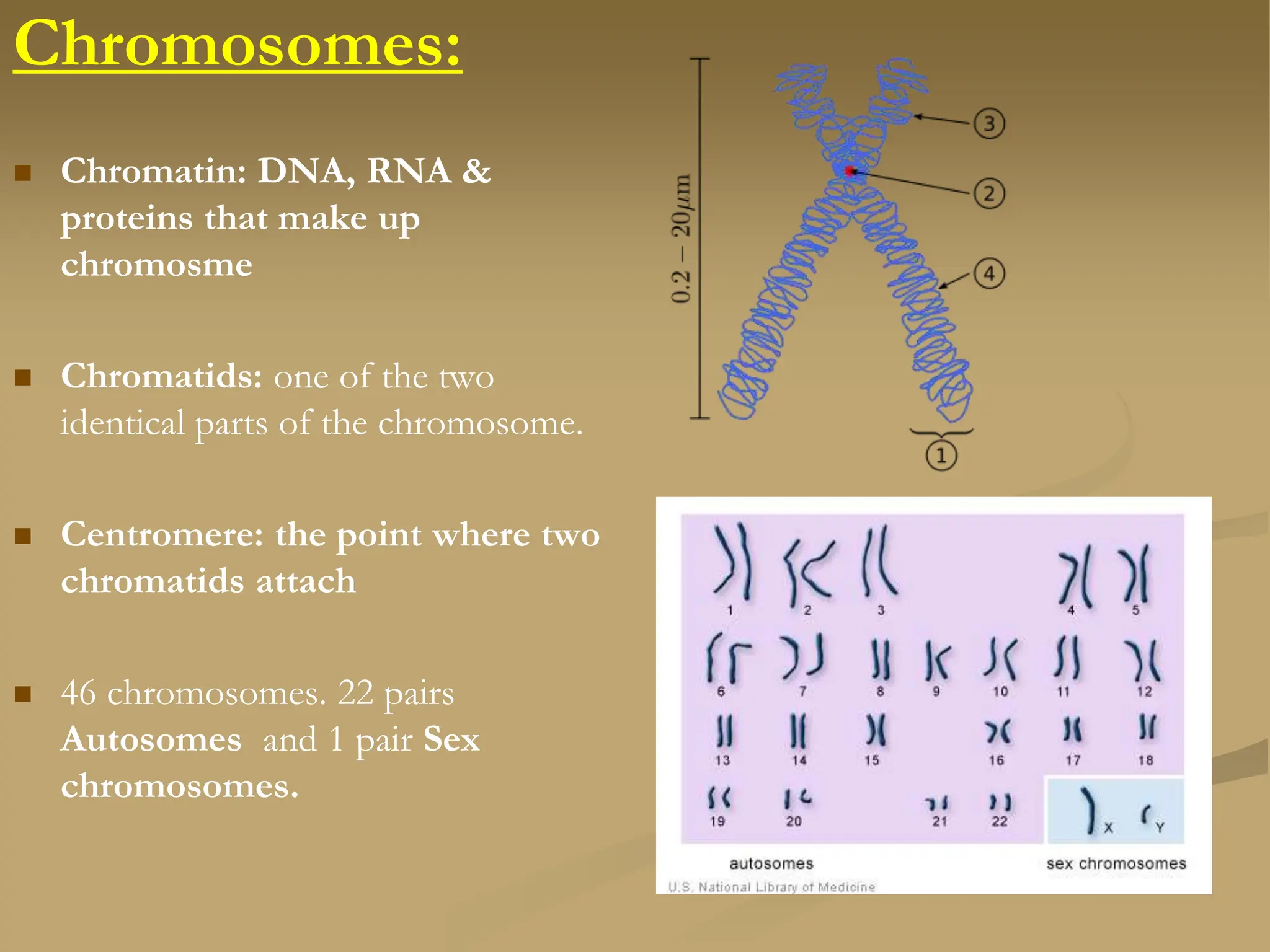 GENETICS ppt...................... -KP.ppt