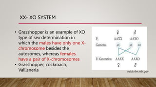 Basic genetics : Sex determination, genetic disorders, chromosomal ...