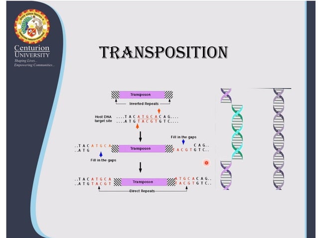 Spontaneous mutation and its causes.Genetics ppt.pptx