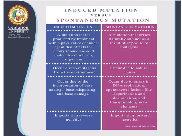 Spontaneous mutation and its causes.Genetics ppt.pptx