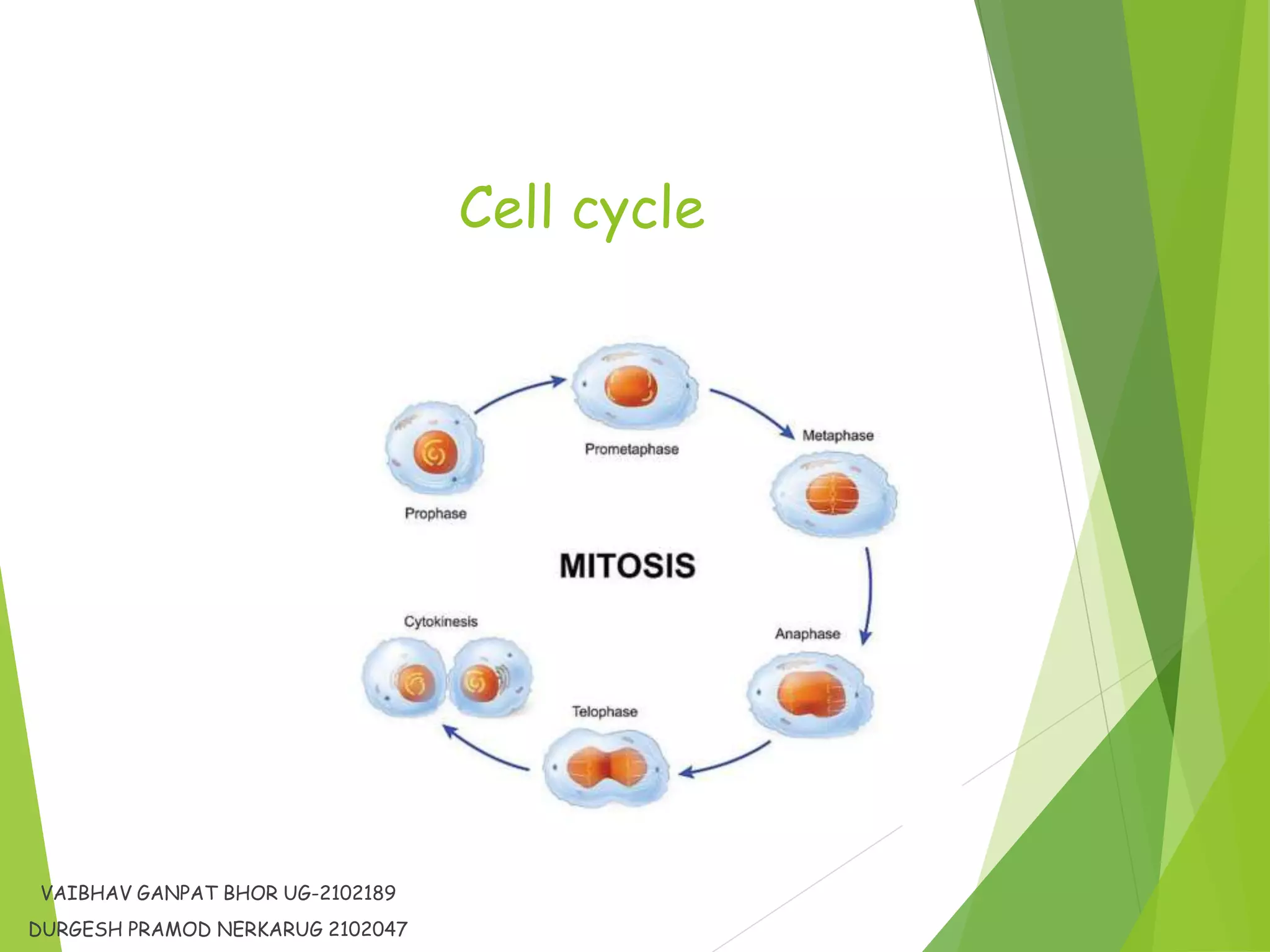GENETICS PPT CELL CYCLE (1).pptx