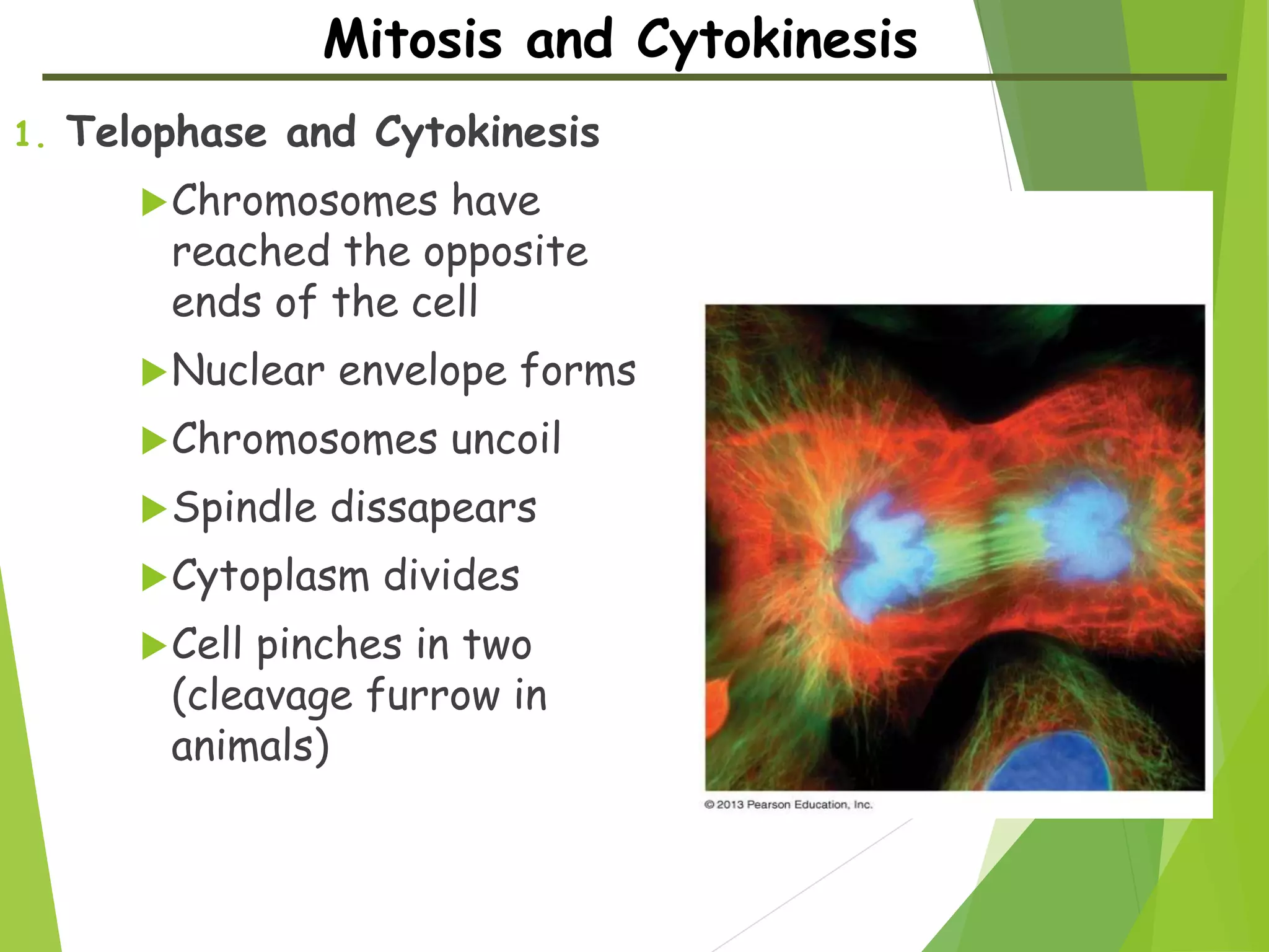 GENETICS PPT CELL CYCLE (1).pptx