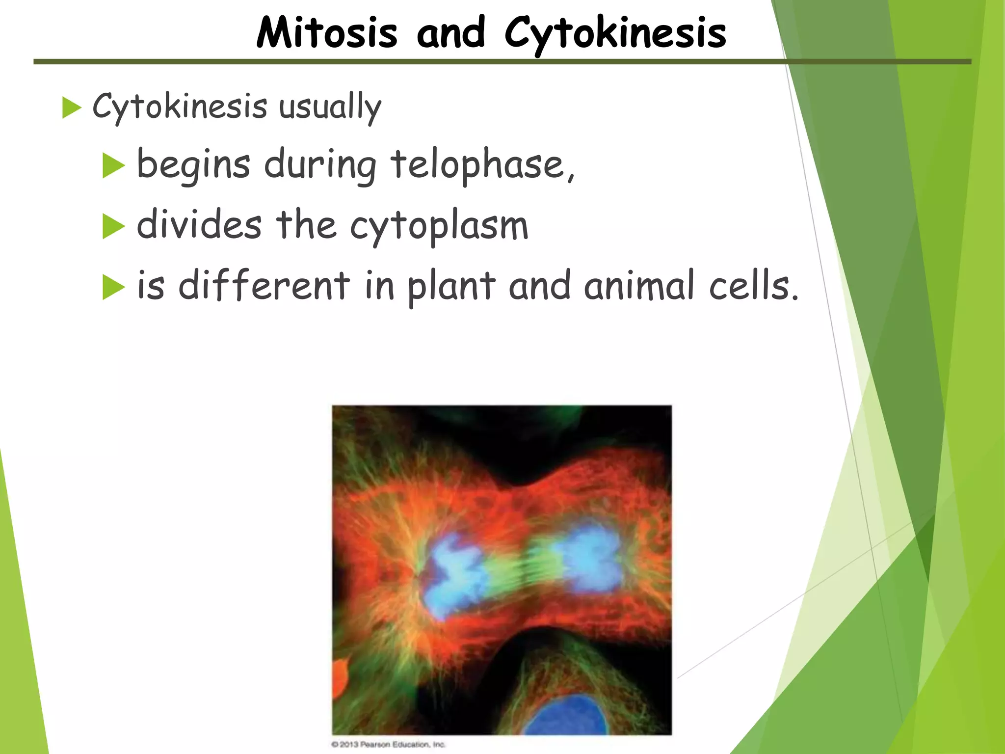 GENETICS PPT CELL CYCLE (1).pptx