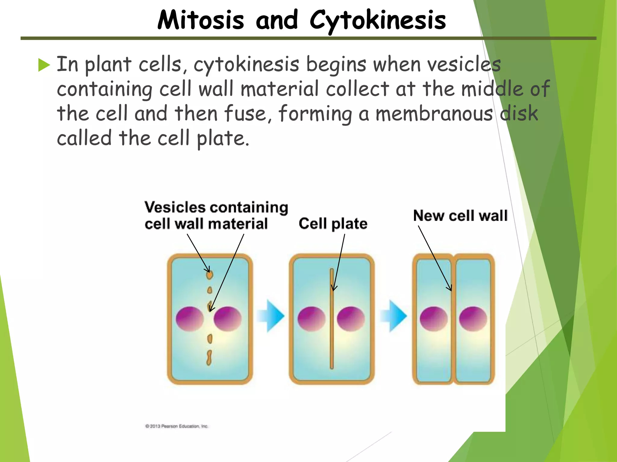 GENETICS PPT CELL CYCLE (1).pptx