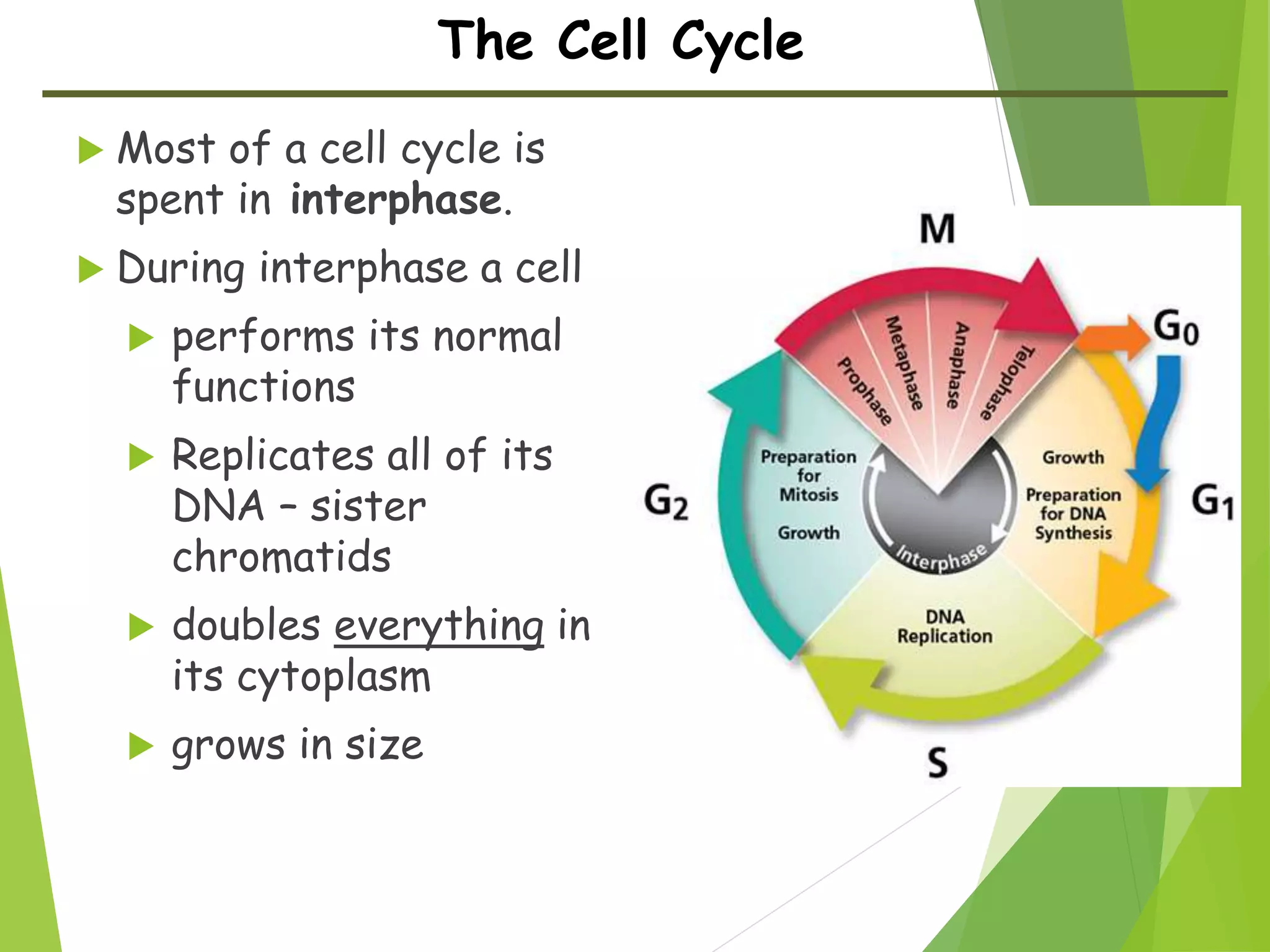 GENETICS PPT CELL CYCLE (1).pptx