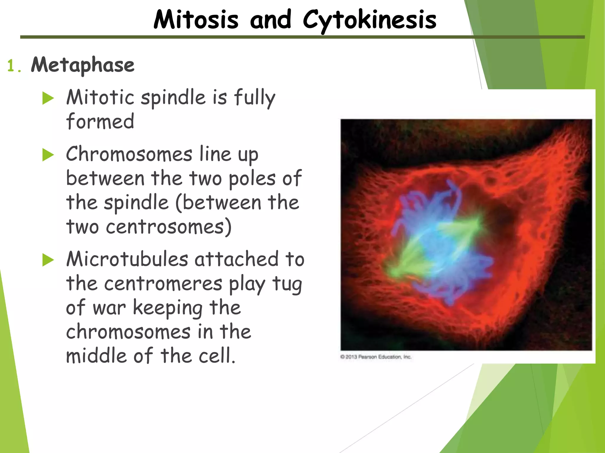 GENETICS PPT CELL CYCLE (1).pptx