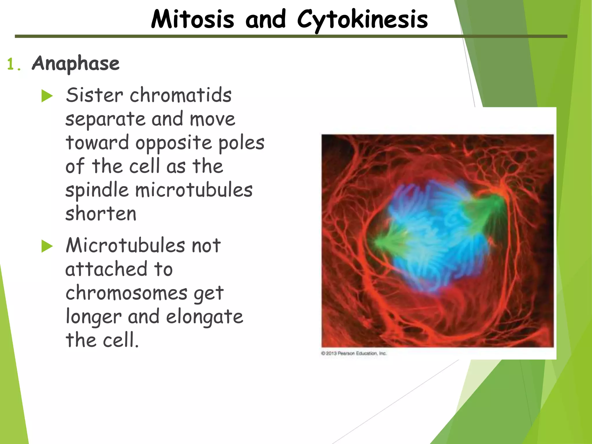 GENETICS PPT CELL CYCLE (1).pptx