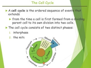 GENETICS PPT CELL CYCLE (1).pptx