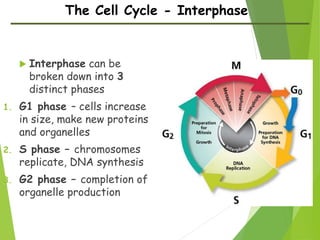 GENETICS PPT CELL CYCLE (1).pptx