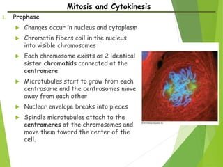 GENETICS PPT CELL CYCLE (1).pptx