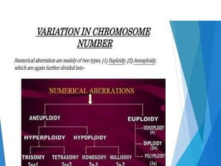 genetics ppt and nsks fjfisba jwu sk3.pptx