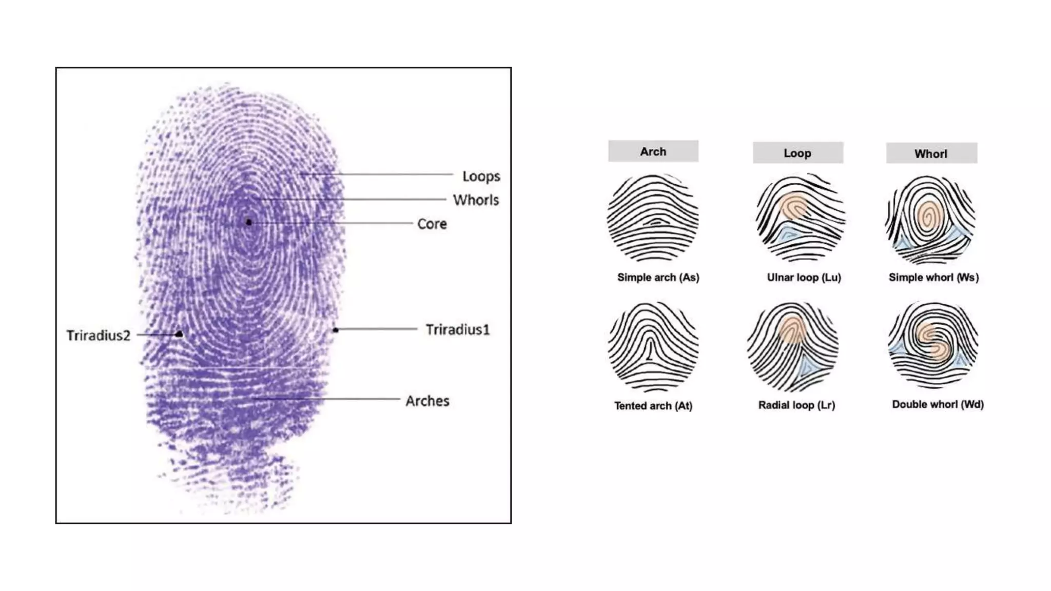 Genetics Practical 5.pptx