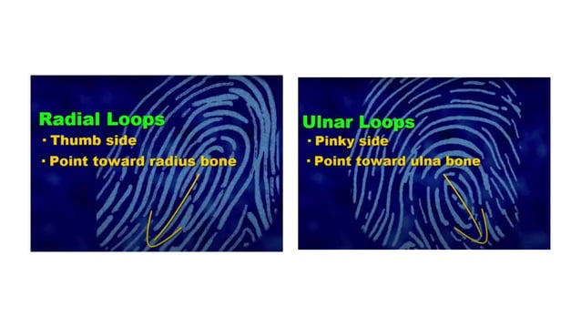 Genetics Practical 5.pptx