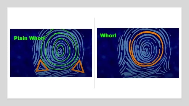 Genetics Practical 5.pptx