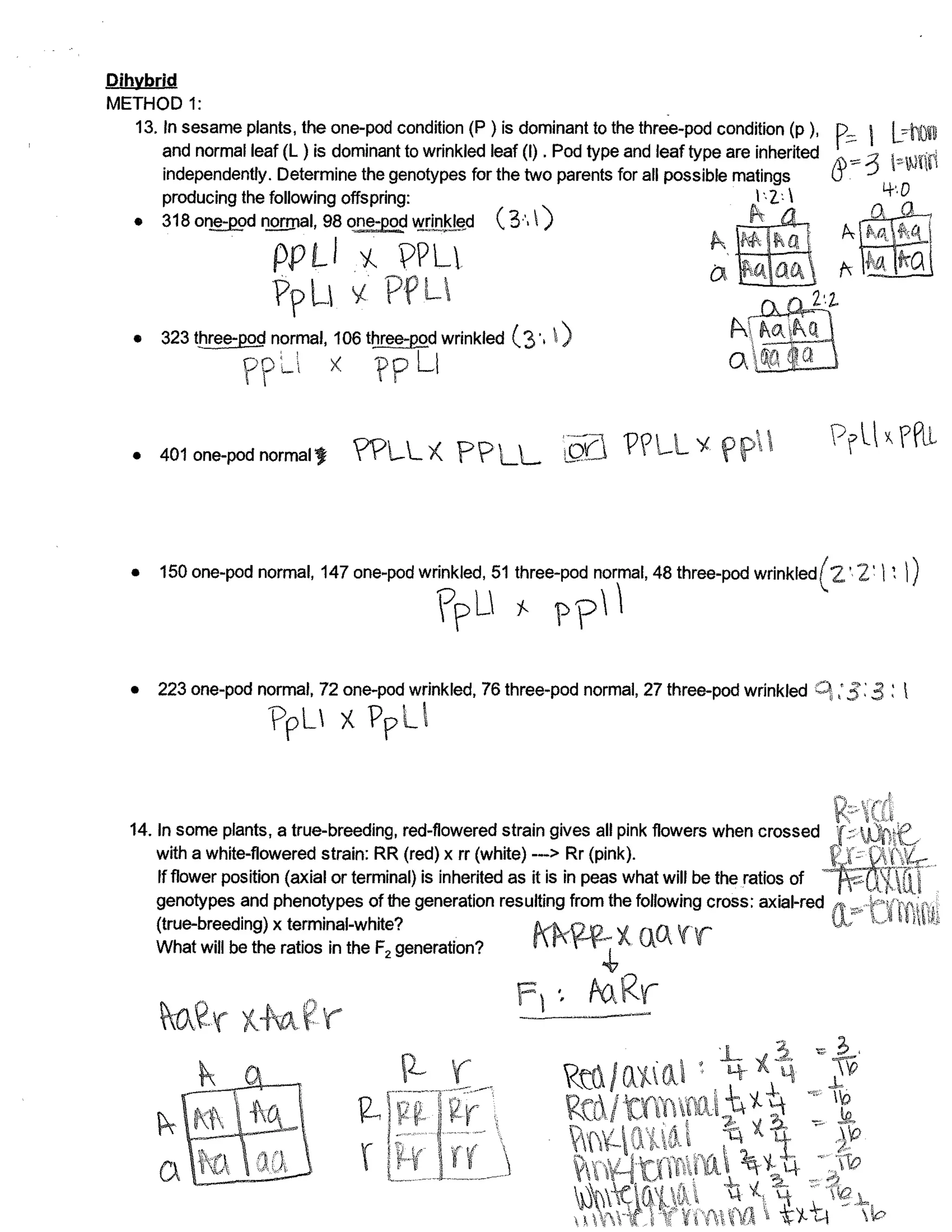 Genetics practice q key | PDF