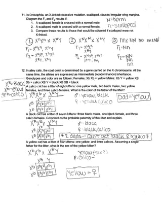 Genetics practice q key | PDF