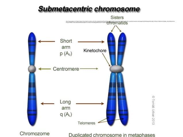 Chromosomal Disorders | PPT
