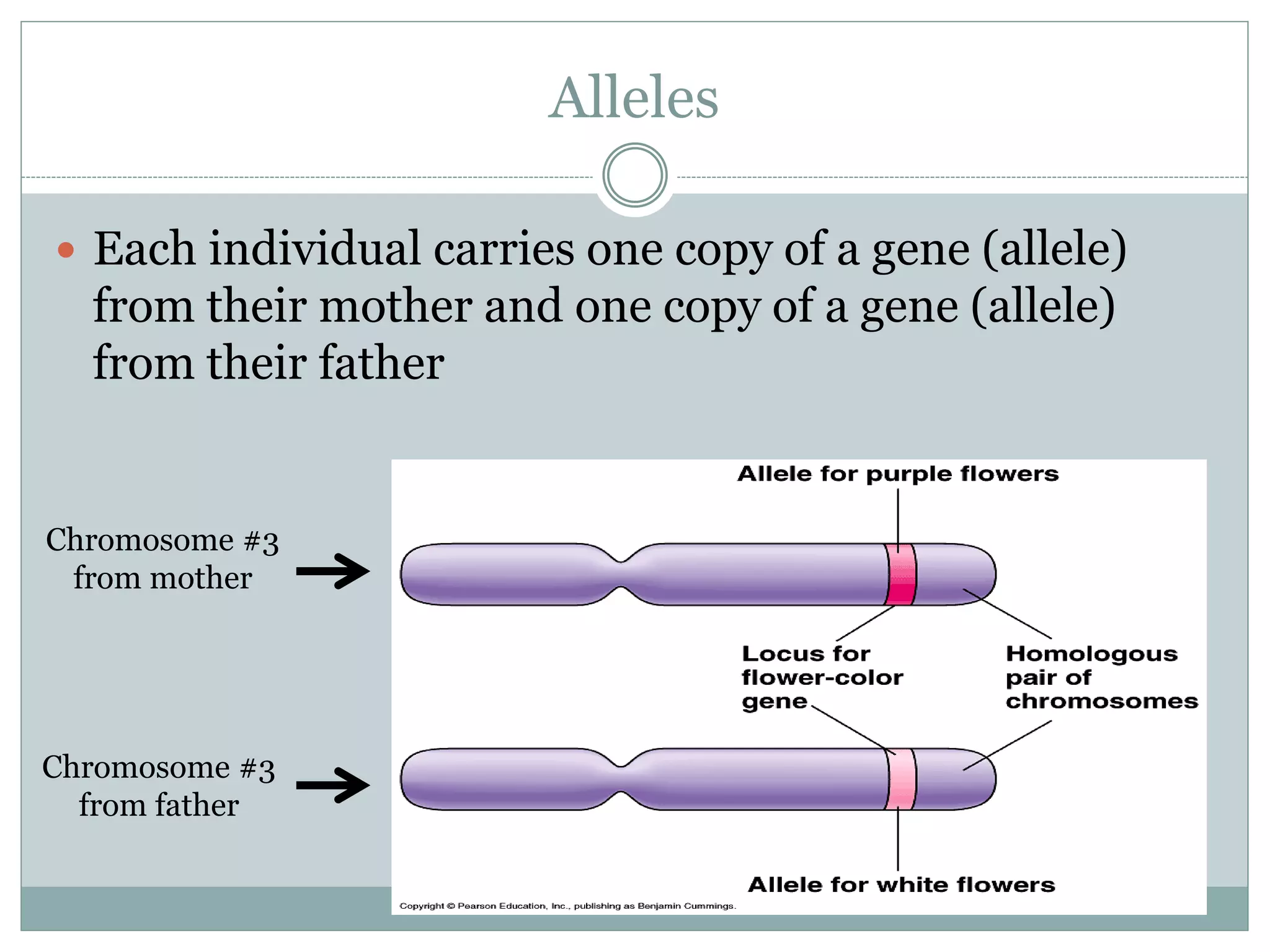 Genetics and Inheritance | PPTX