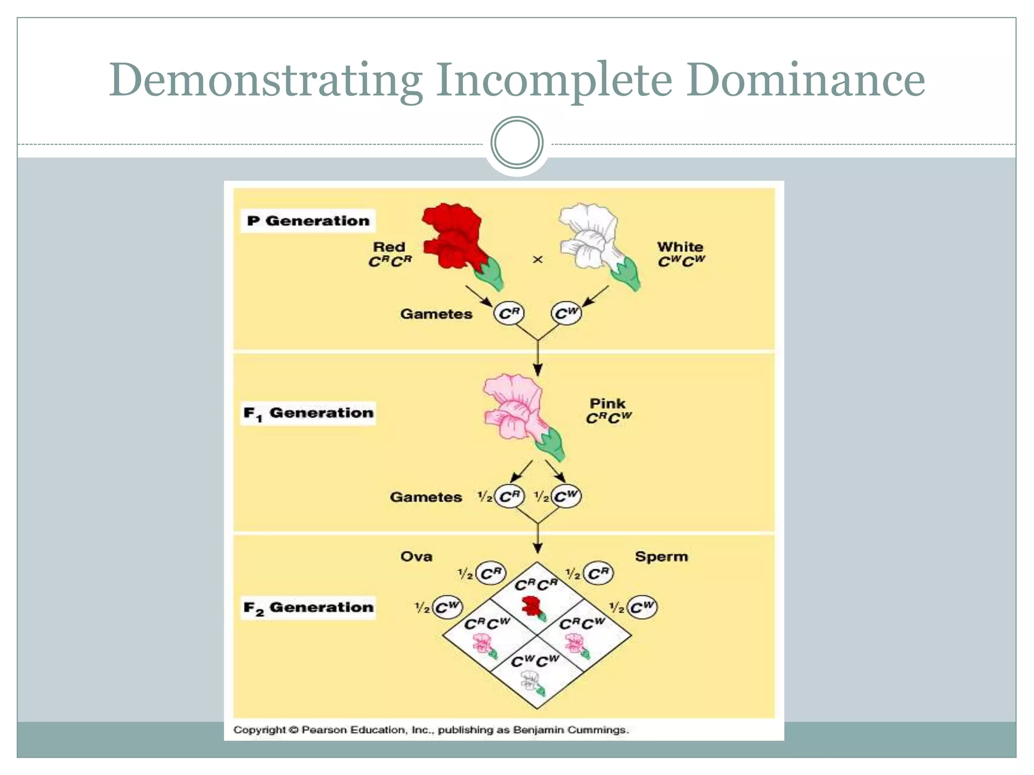 Genetics and Inheritance | PPTX