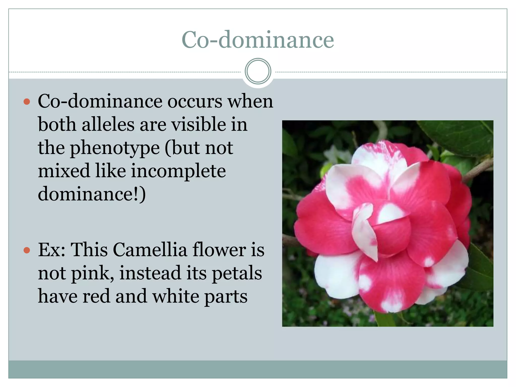 Genetics and Inheritance | PPTX