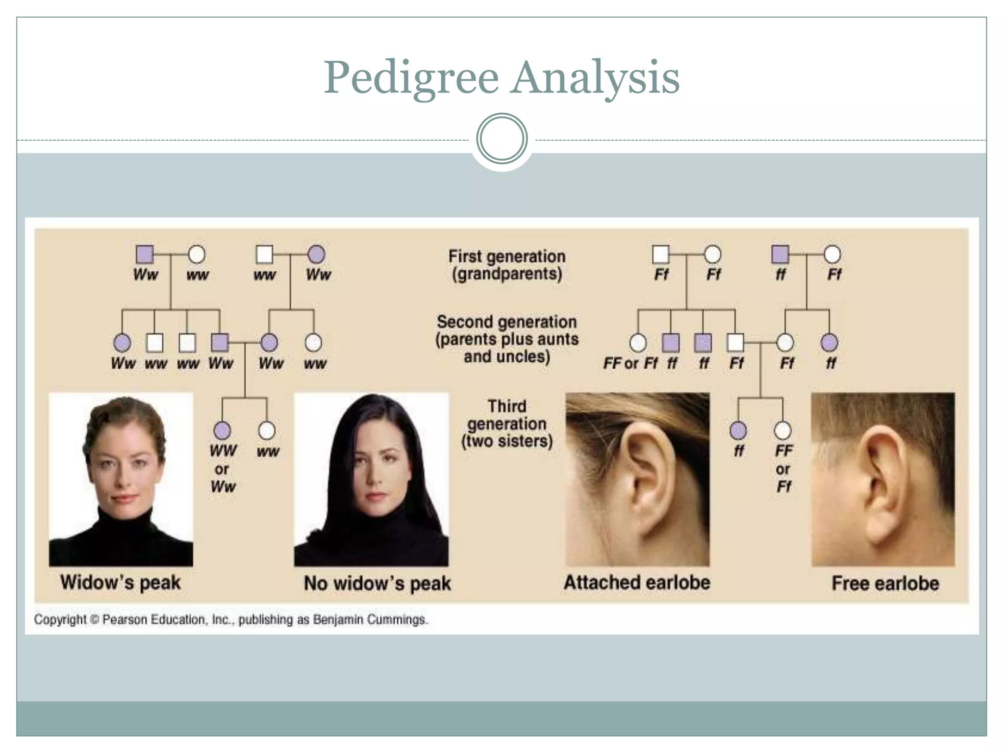 Genetics and Inheritance | PPTX | Gardening | Home & Garden