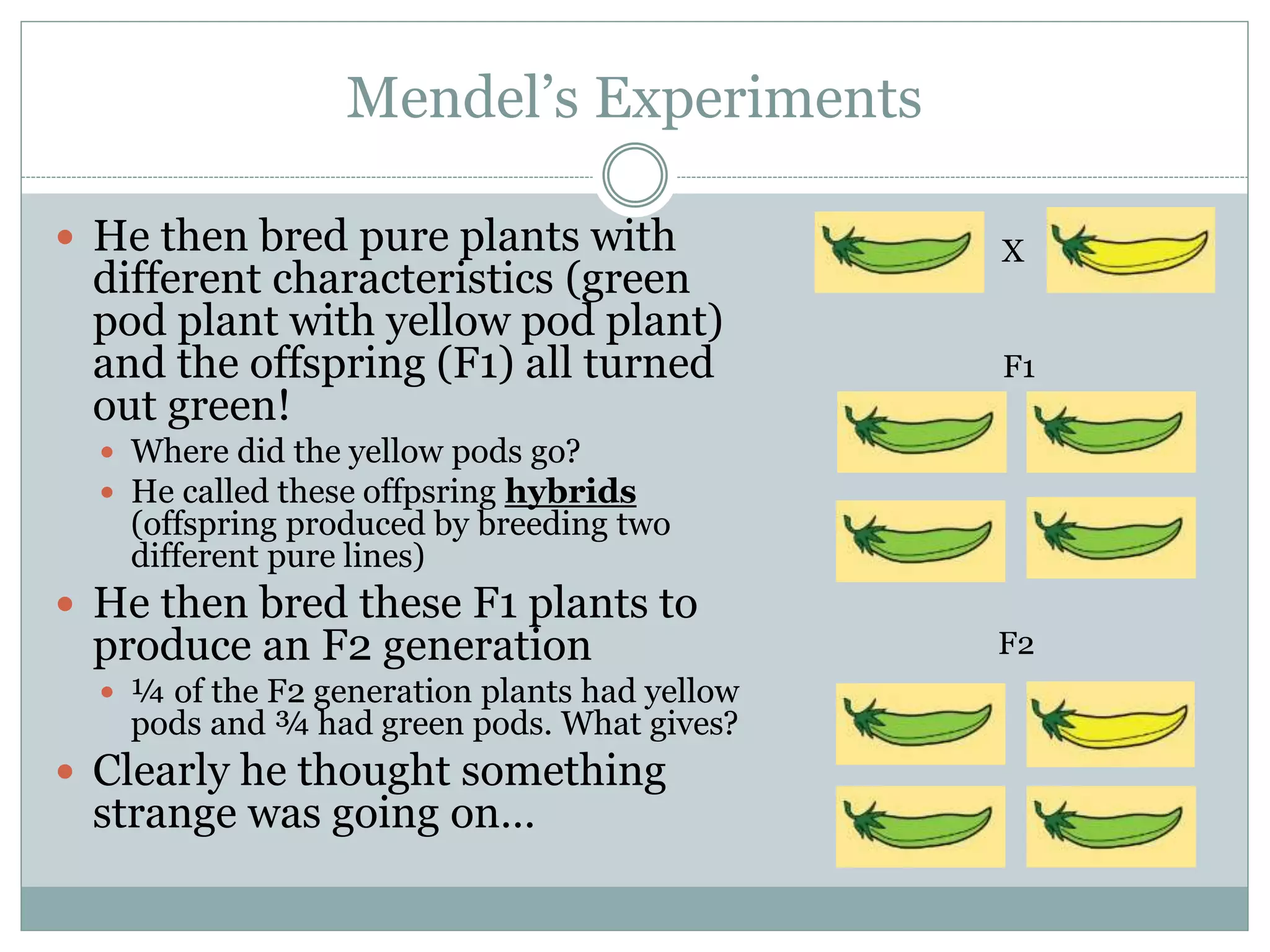 Genetics and Inheritance | PPTX