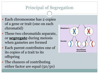 Genetics and Inheritance | PPTX
