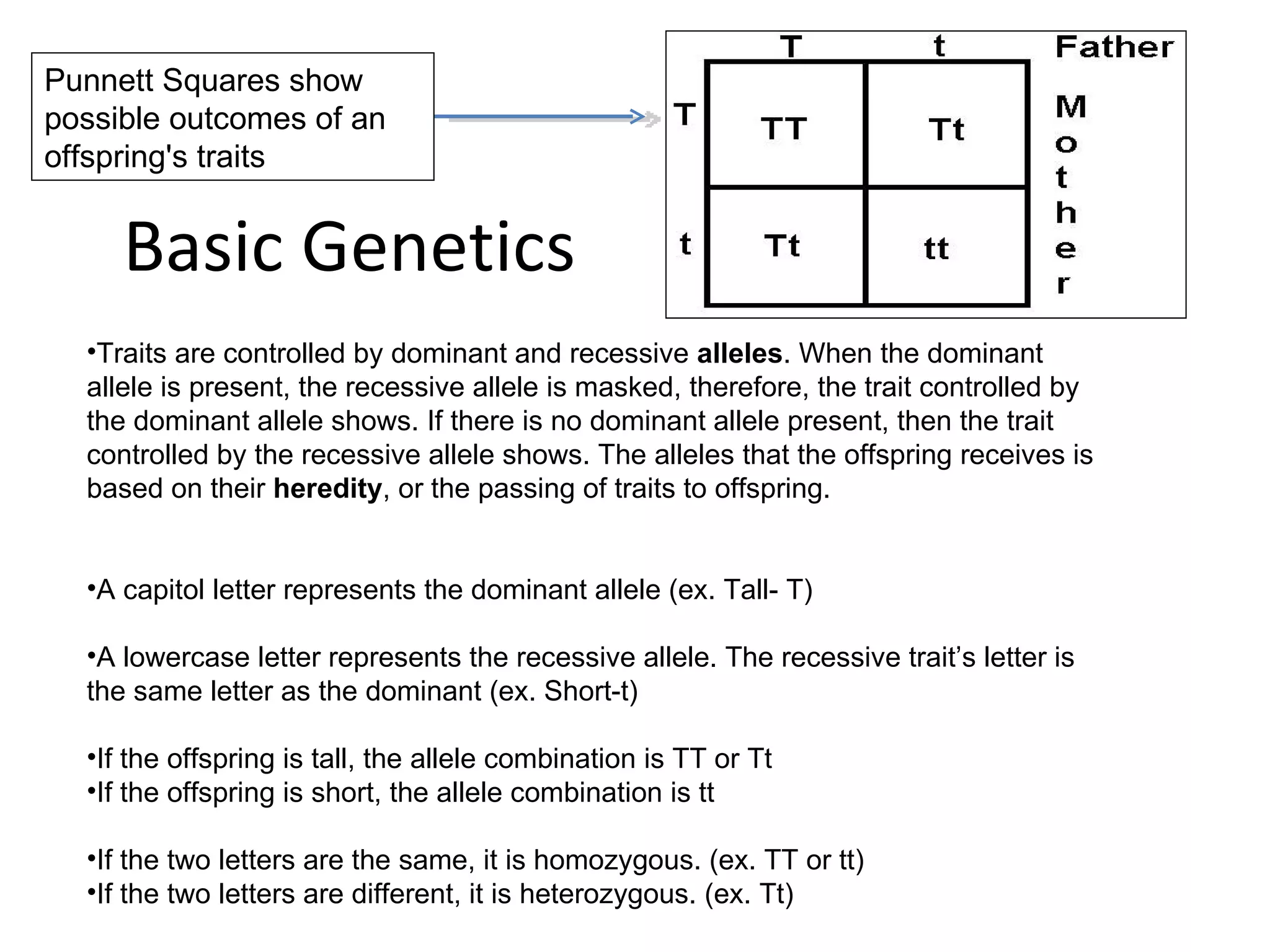 Genetics project | PPT