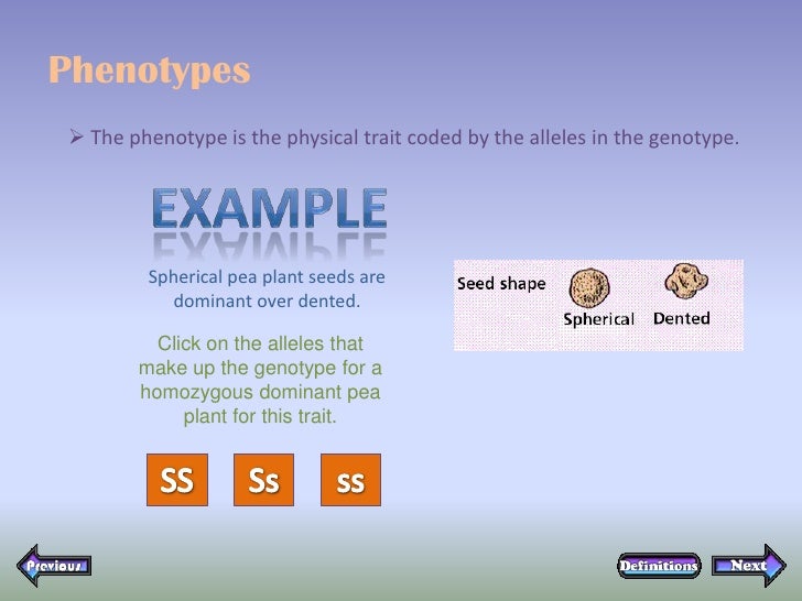 Genotype And Phenotype Examples