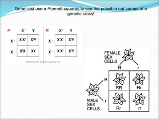 Genetics research template_1_ | PPT