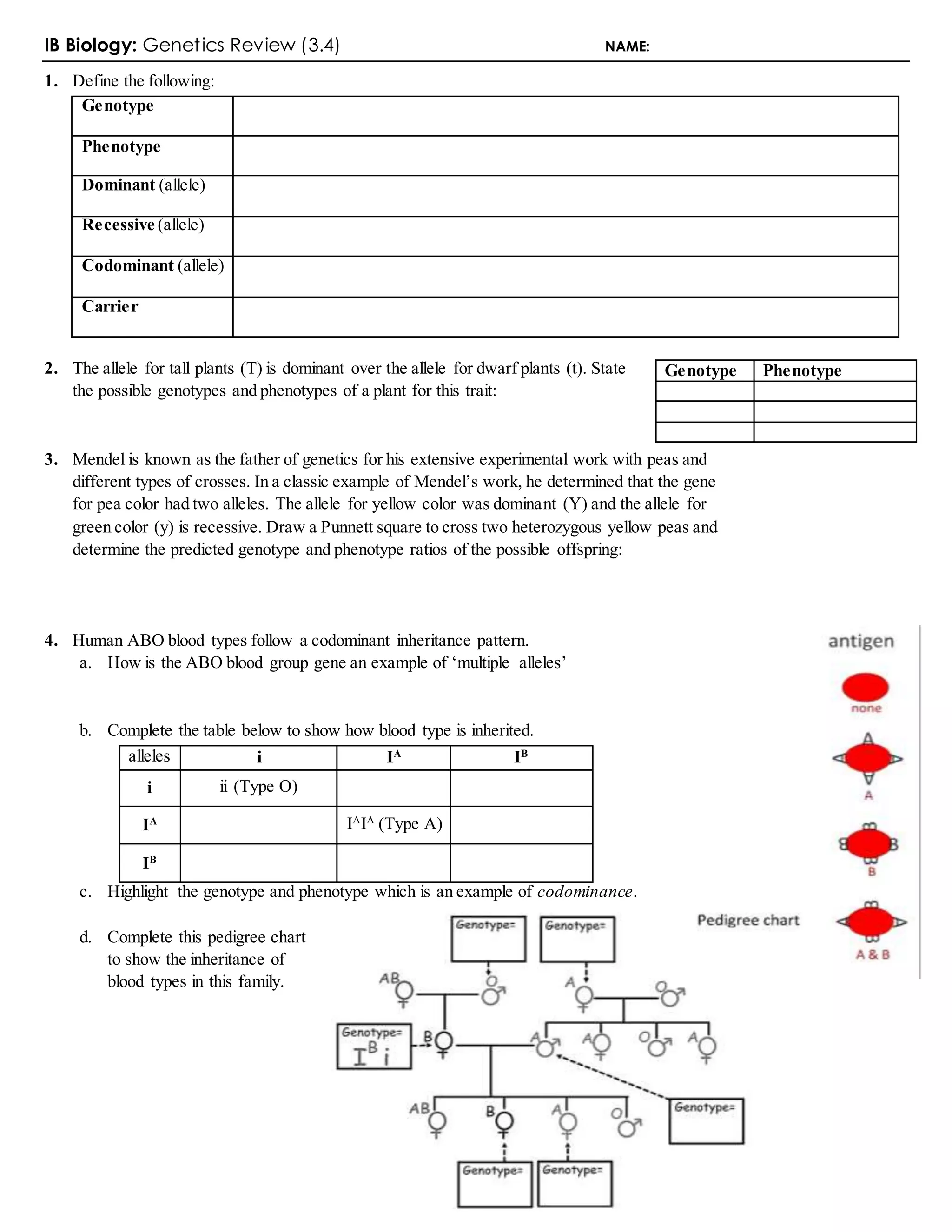 IB Genetics Review (3.4) | DOCX