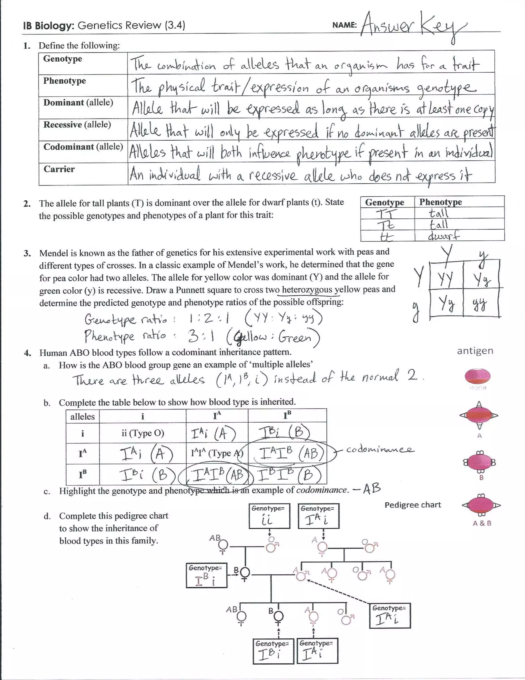 IB Genetics Review Key (3.4) | PDF