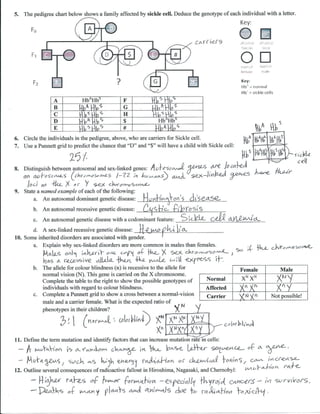 IB Genetics Review Key (3.4) | PDF