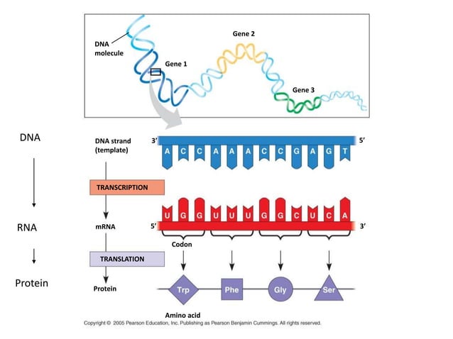Microbial Genetics | PPT