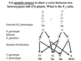 Genetics_SBB_1204_Part_I_Mendelism_and_Post-Mendelism.pptx