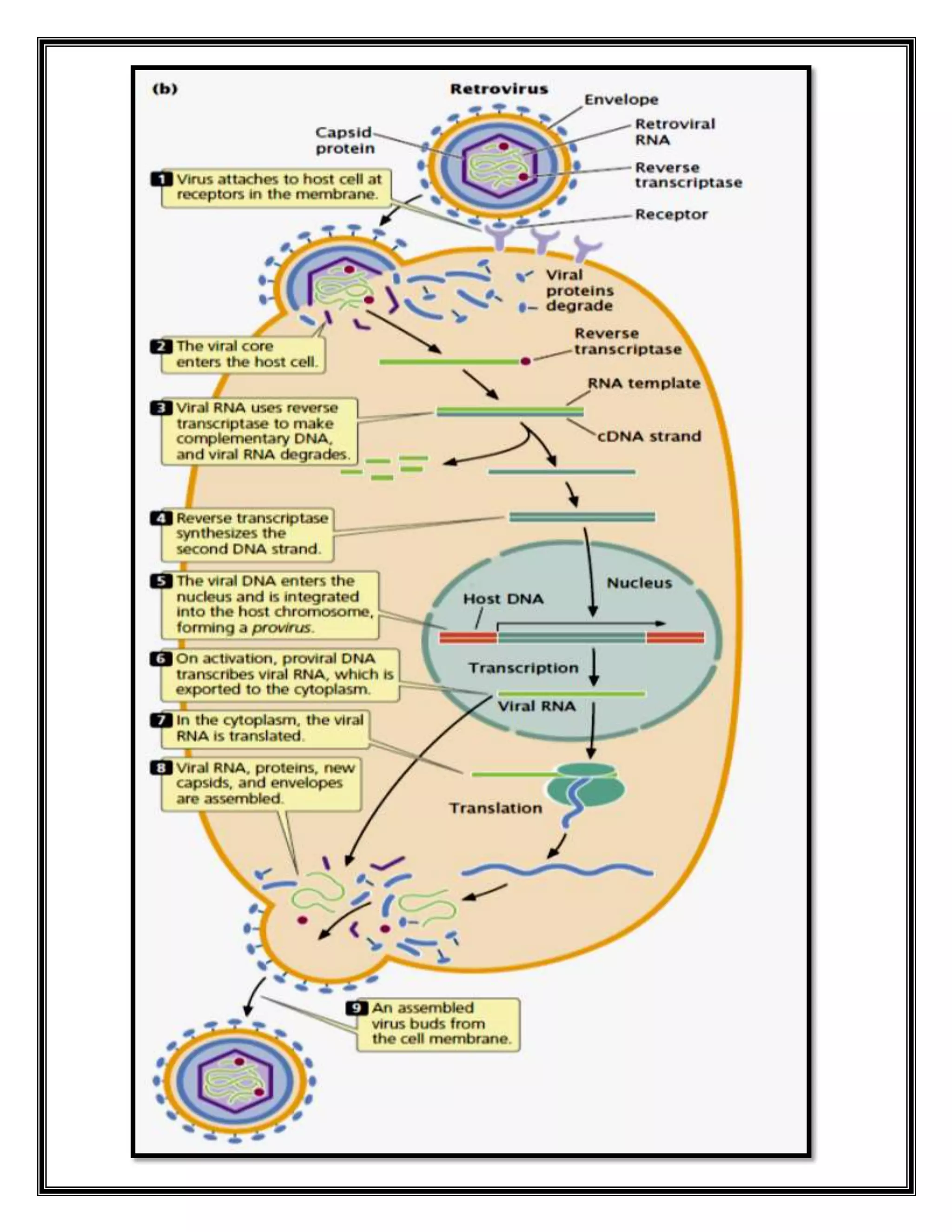 Viruses and their genetic system | DOCX