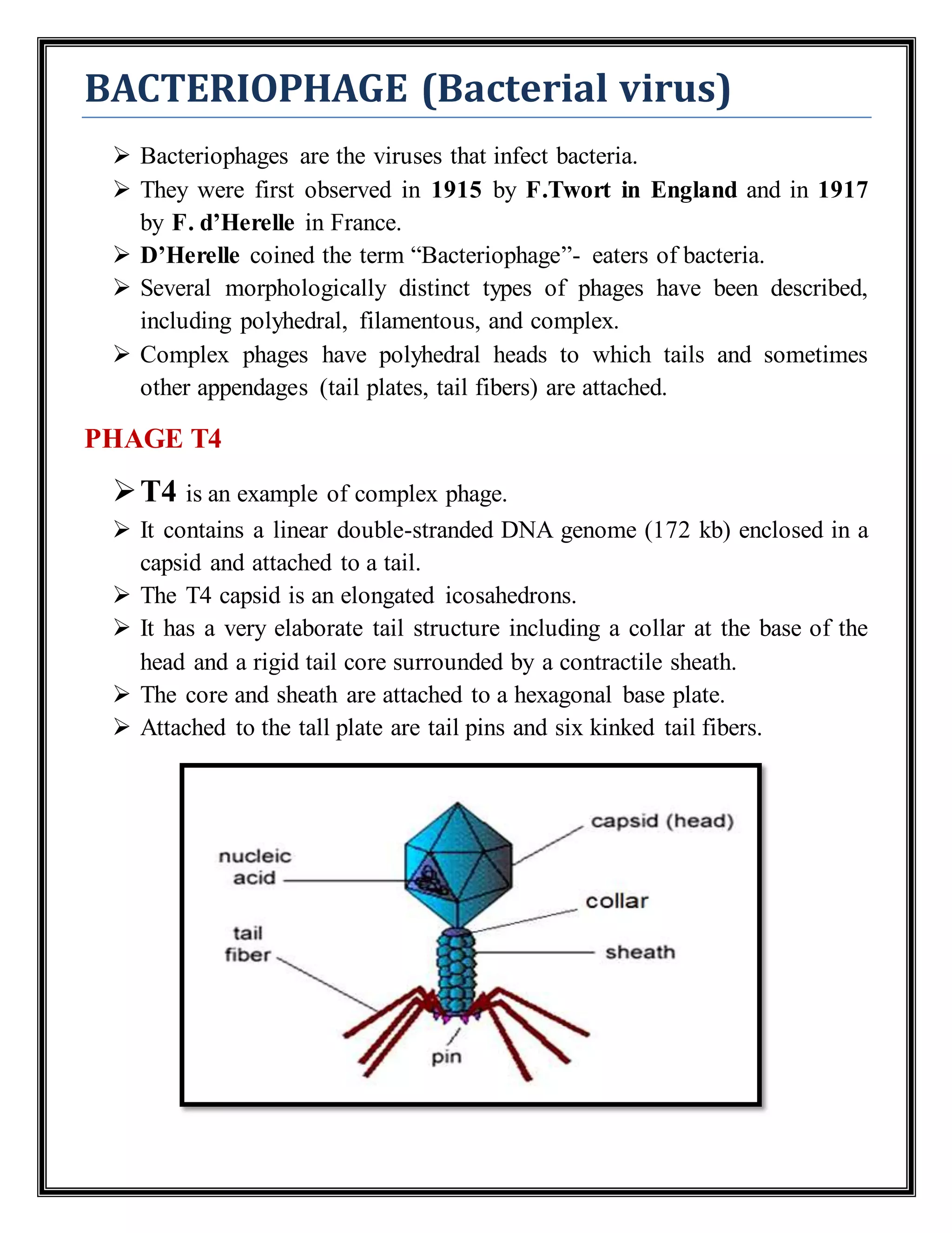Viruses and their genetic system | DOCX