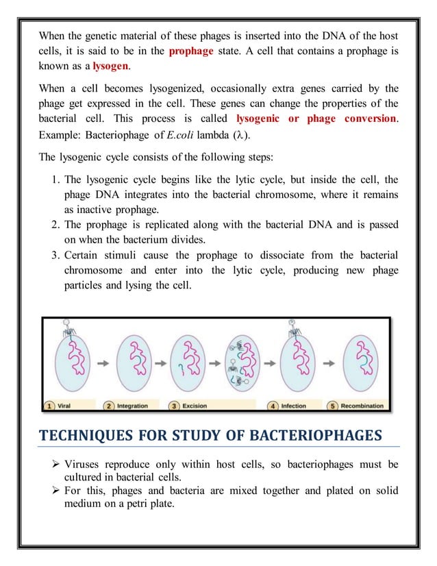 Viruses and their genetic system | DOCX