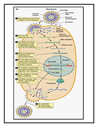 Viruses and their genetic system | DOCX