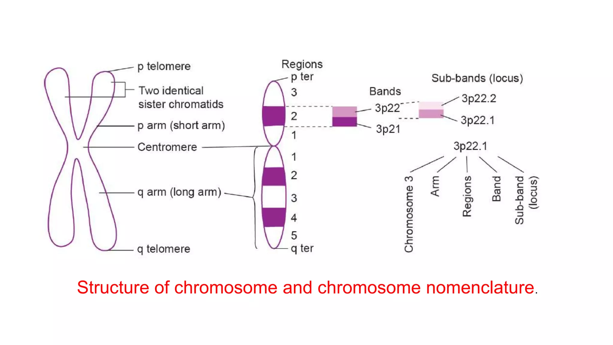 Genetics Series Chromosomes.pptx