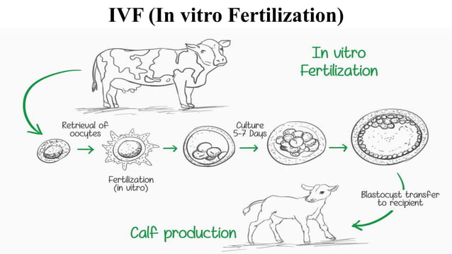 Genetic Strategies Of Beef Cattle Breeding Ppt