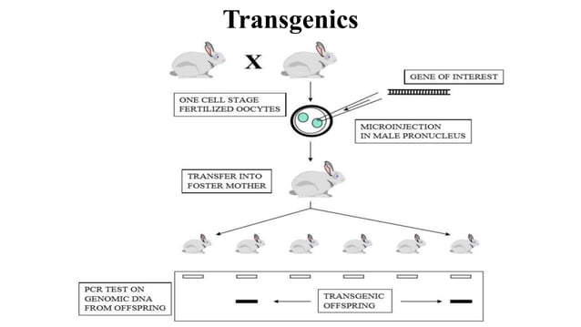 Genetic strategies of beef cattle breeding | PPTX | Infertility ...