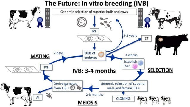 Genetic strategies of beef cattle breeding | PPTX | Infertility ...