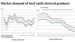 Genetic strategies of beef cattle breeding | PPTX