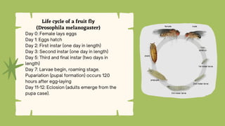 GENETIC STUDY OF FRUIT FLY - GENETICS.pdf
