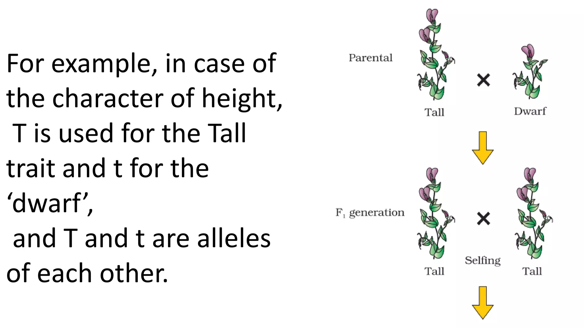Genetics (unit 4) | PDF