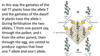 Genetics (unit 4) | PDF