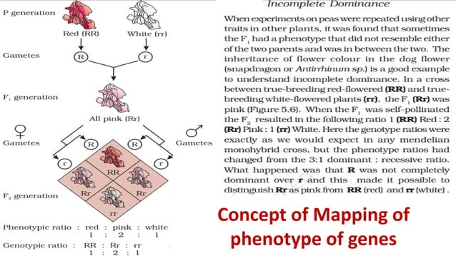 Genetics (unit 4) | PDF | Biological Sciences | Science