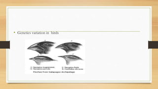Genetics varaiation.1 | PPTX